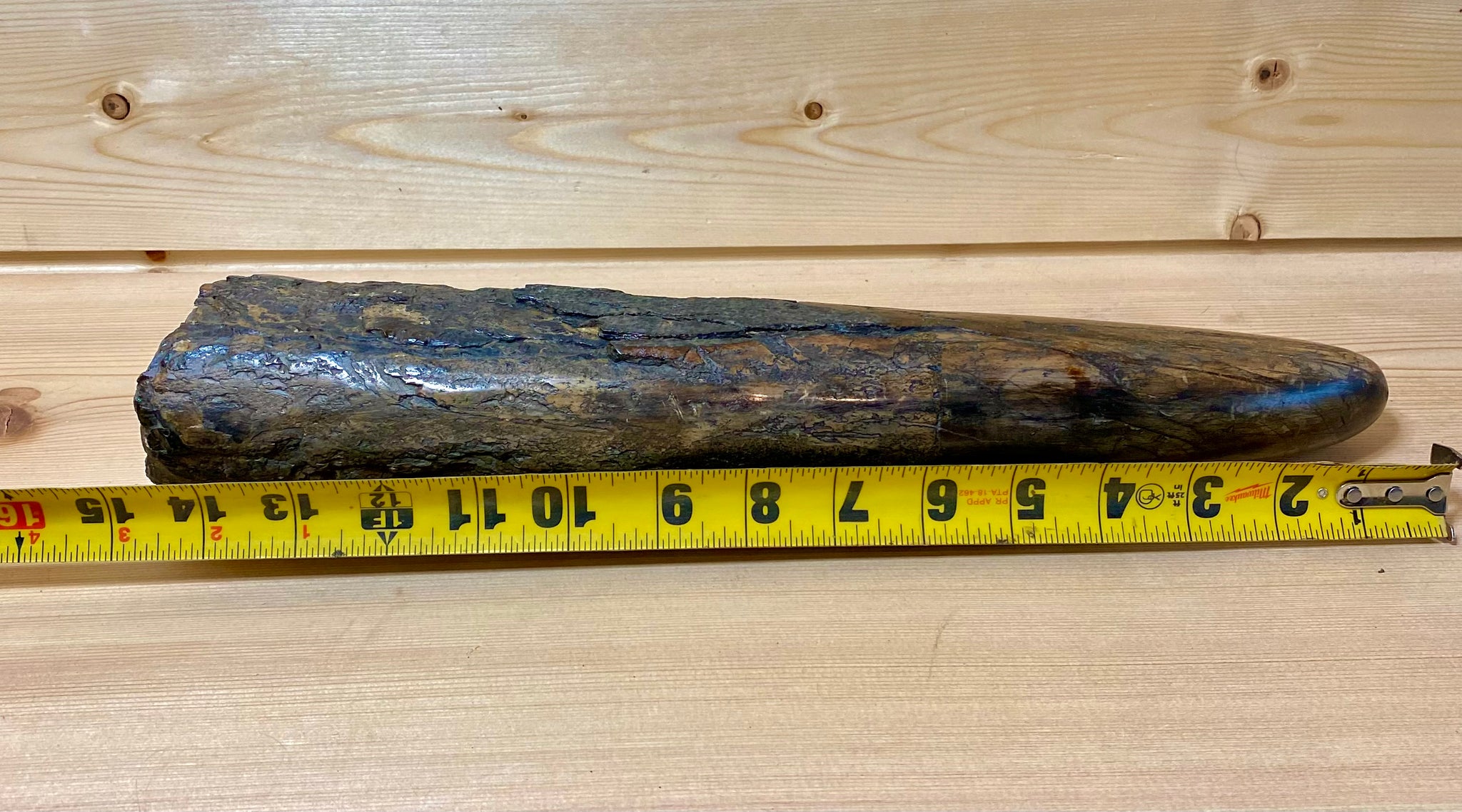Mastodon Tusk – Far North Fossils