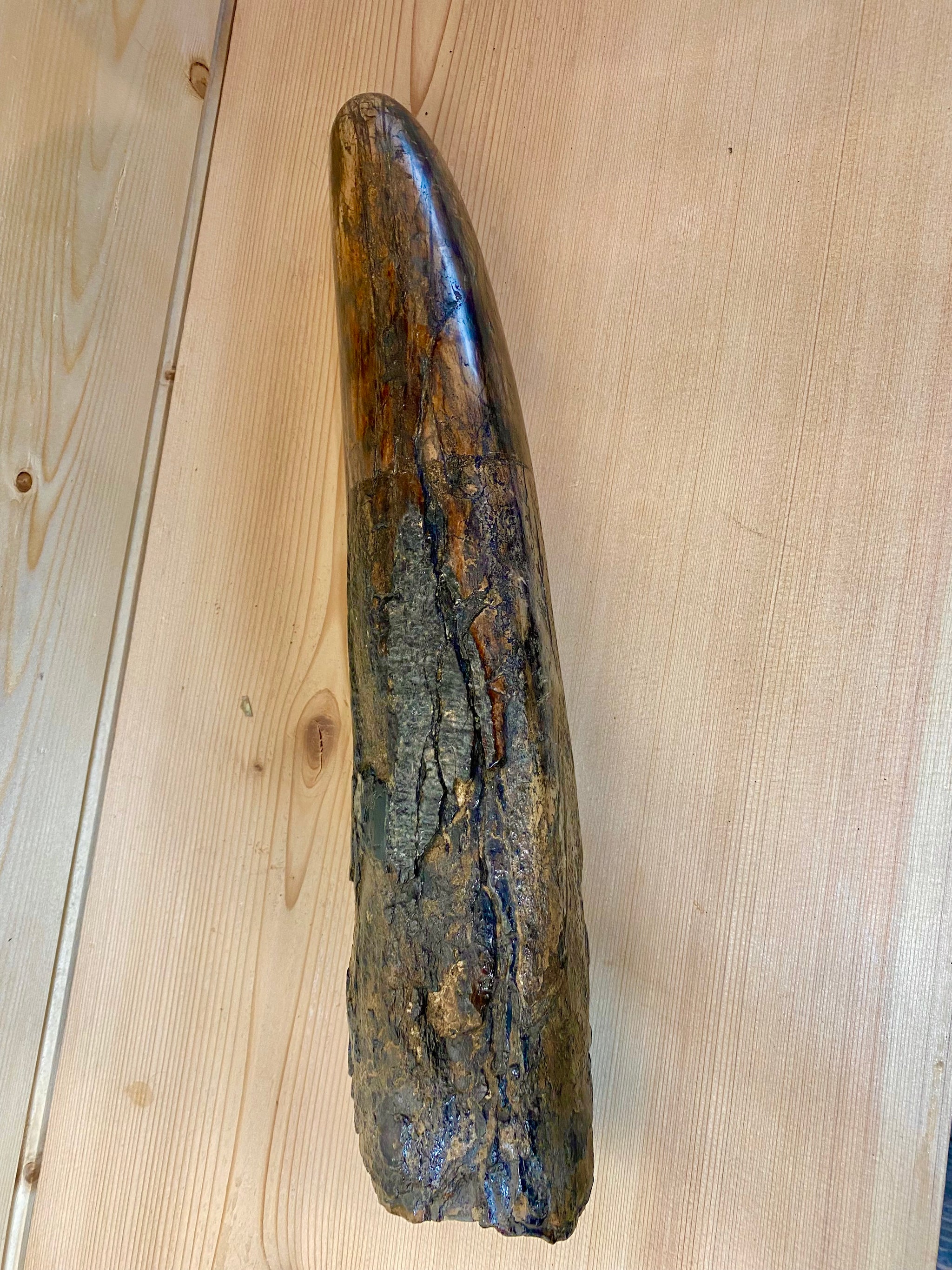 Mastodon Tusk – Far North Fossils